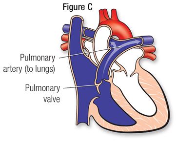 How the Healthy Heart Works | American Heart Association How the Healthy Heart Works | American Heart Association