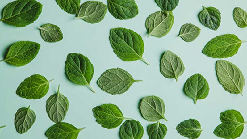 Women and Other Groups Targeted for Decades by Menthol Tobacco ...