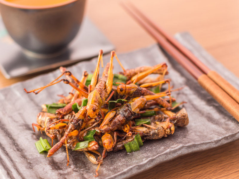 Eating the right insects can provide nutrition … and might be good for ...