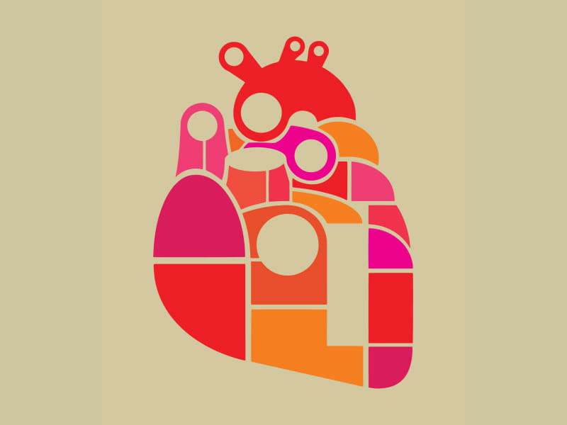 Transplanting pig hearts into humans offers promise – and peril ...