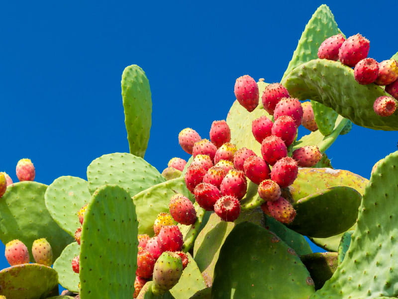 Get past its spines and reap health benefits from the prickly pear ...