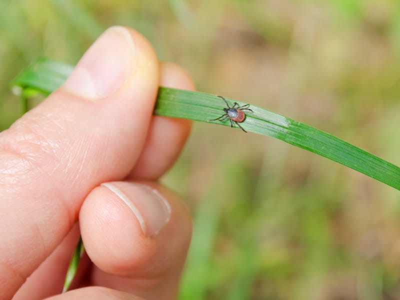 Mucho ojo con las garrapatas: Los diminutos insectos pueden transmitir ...