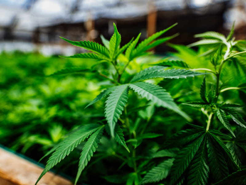 Cannabis use disorder may be linked to growing number of heart attacks ...