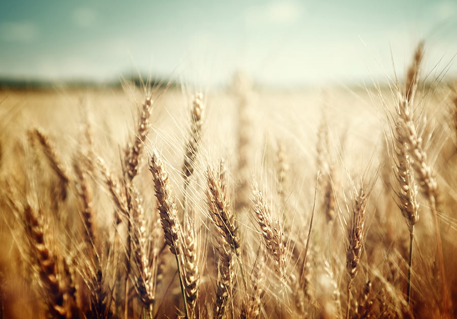 Why the ancient grain quinoa became a modern nutritional powerhouse ...